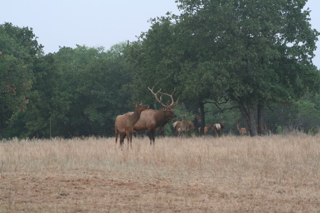 Texas Elk Hunts – Come Hunt with Us & Take an Elk Home Call For ...