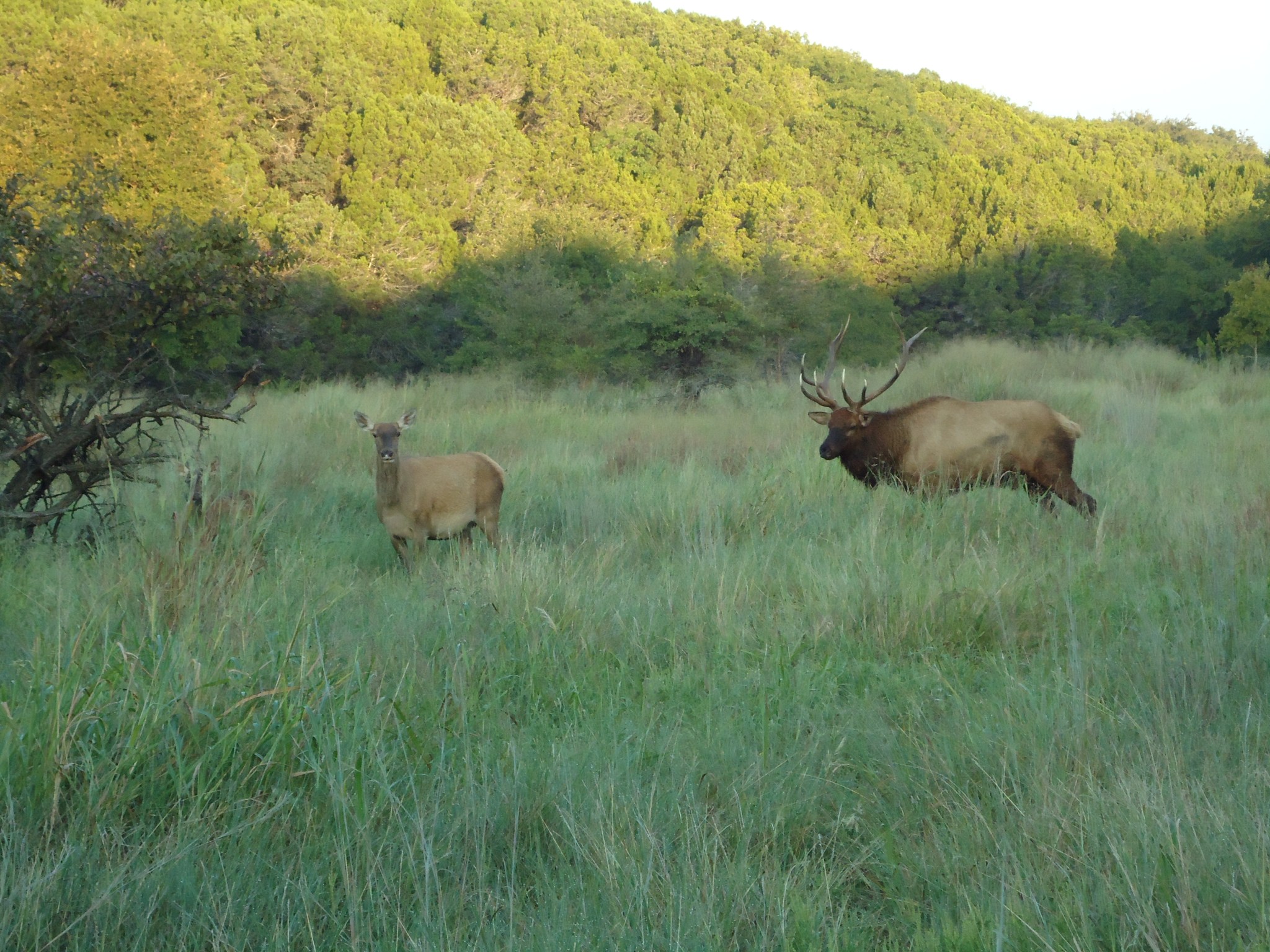 Texas Elk Hunts – Come Hunt with Us & Take an Elk Home Call For ...