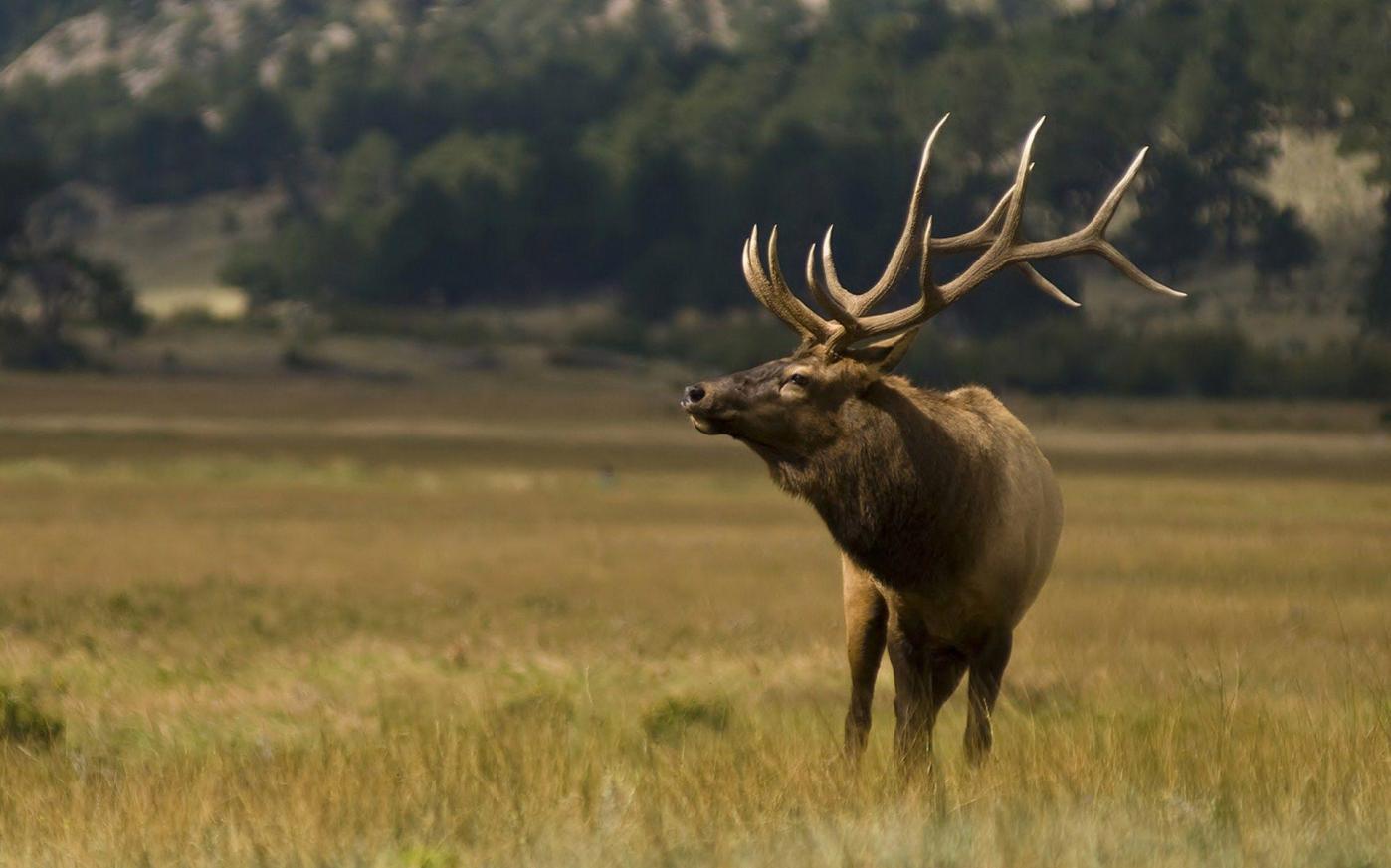 Texas Elk Hunts – Come Hunt with Us & Take an Elk Home Call For ...